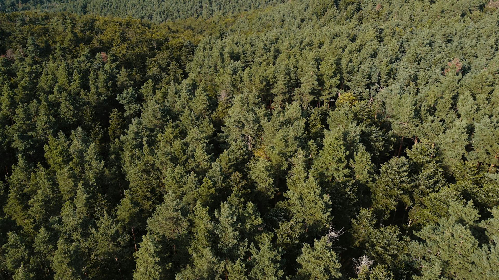 Reforesting the Future: How SumnerOne and Print Releaf Are Growing Sustainability—One Print Job ...